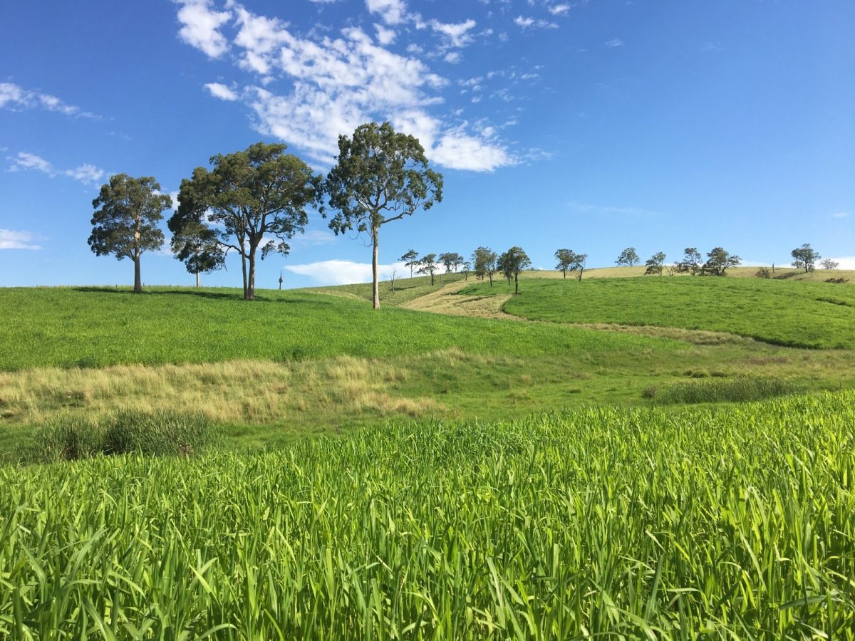 Tyne Drill - Doyle Ag & Fabrication